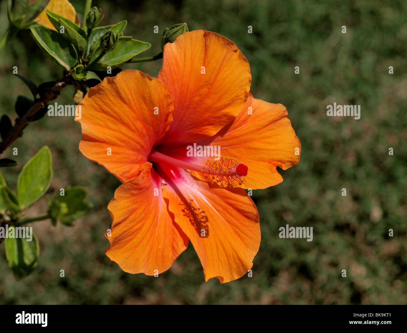 Red hibiscus flower shadow -Fotos und -Bildmaterial in hoher Auflösung ...