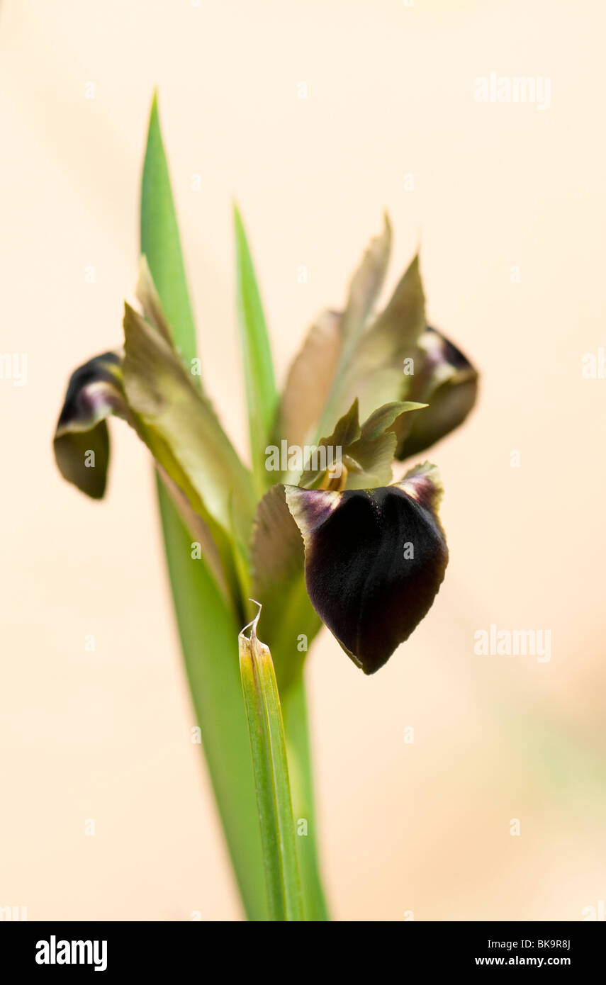 Iris tuberosa -Fotos und -Bildmaterial in hoher Auflösung – Alamy