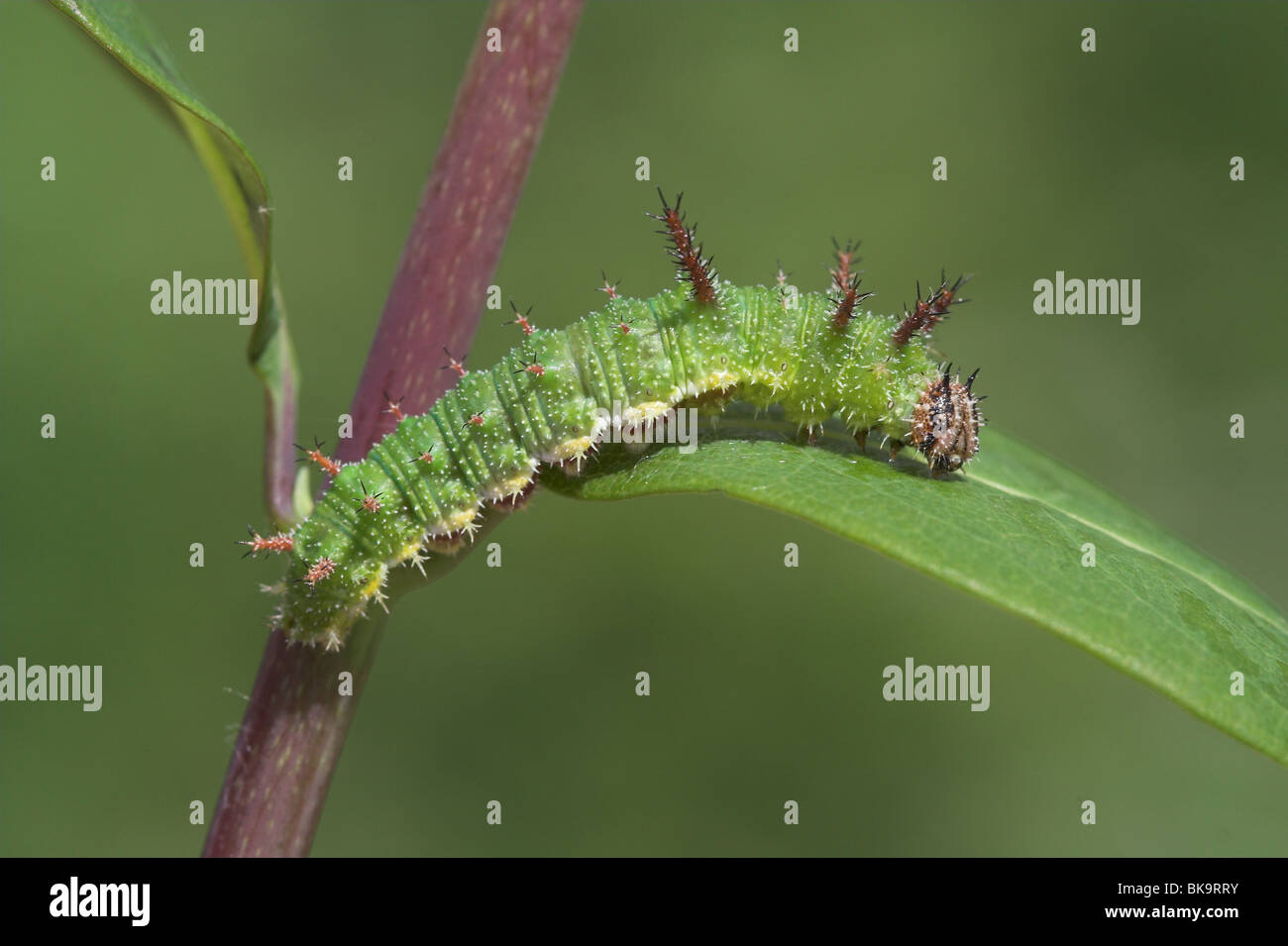 Schmetterlingsraupe admiral -Fotos und -Bildmaterial in hoher Auflösung ...