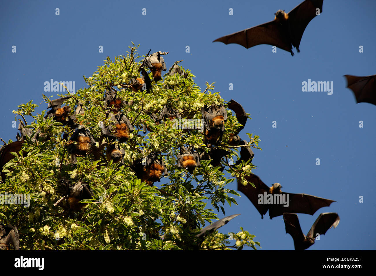 Flughunde im flug -Fotos und -Bildmaterial in hoher Auflösung – Alamy