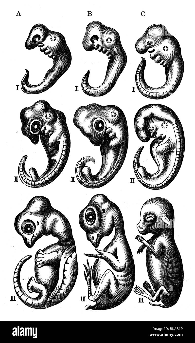 Ontogenese auch ontogenese oder morphogenese Schwarzweiß-Stockfotos und ...