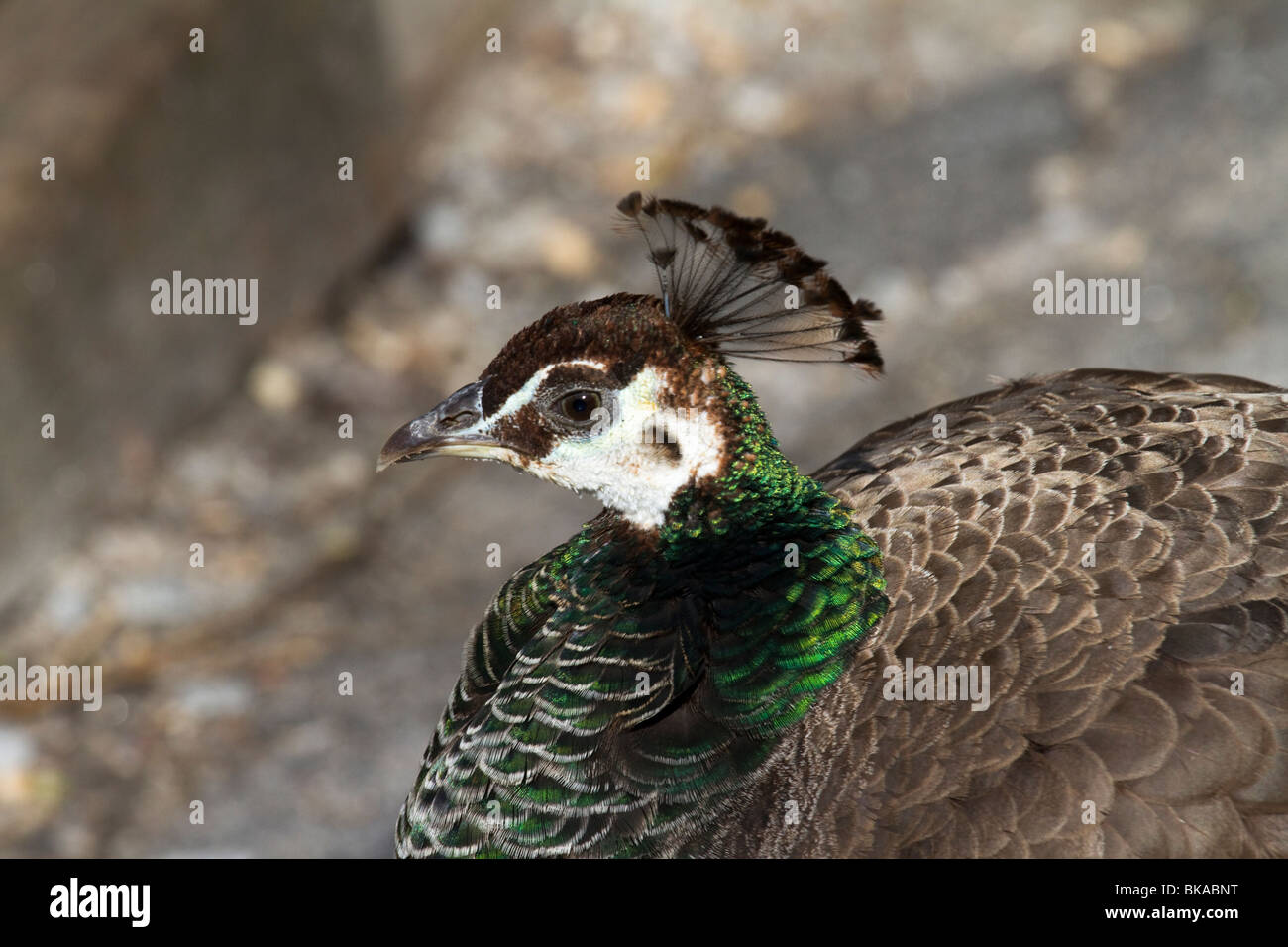 Pfau weiblich -Fotos und -Bildmaterial in hoher Auflösung – Alamy