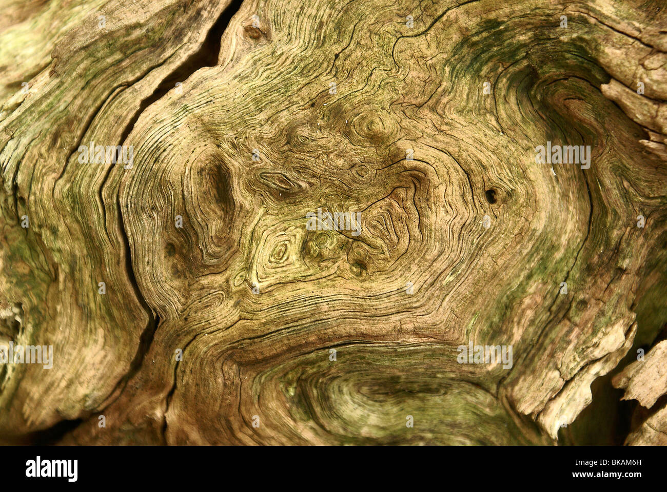 Dode boom -Fotos und -Bildmaterial in hoher Auflösung – Alamy