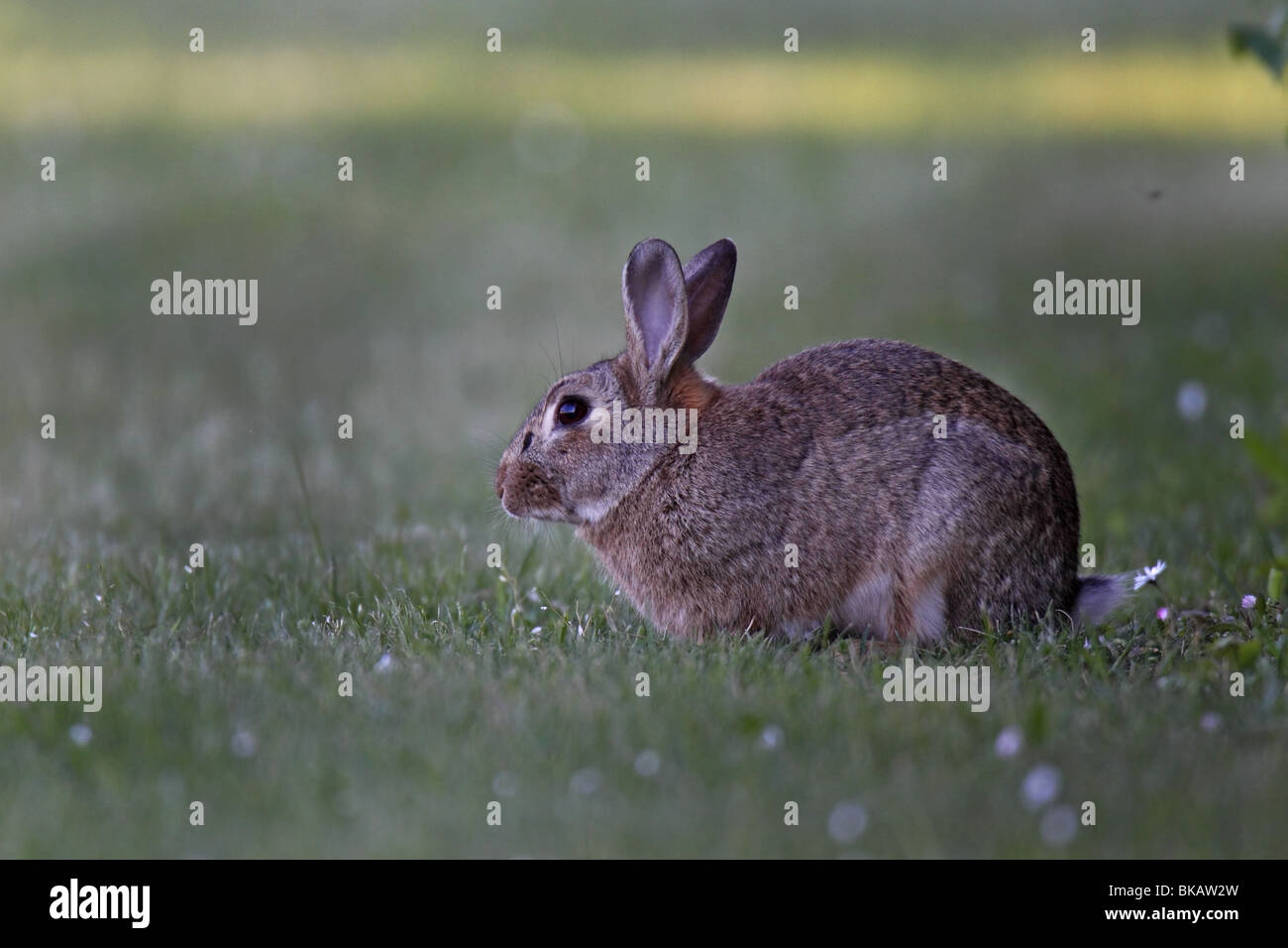 Langohr kaninchen -Fotos und -Bildmaterial in hoher Auflösung – Alamy