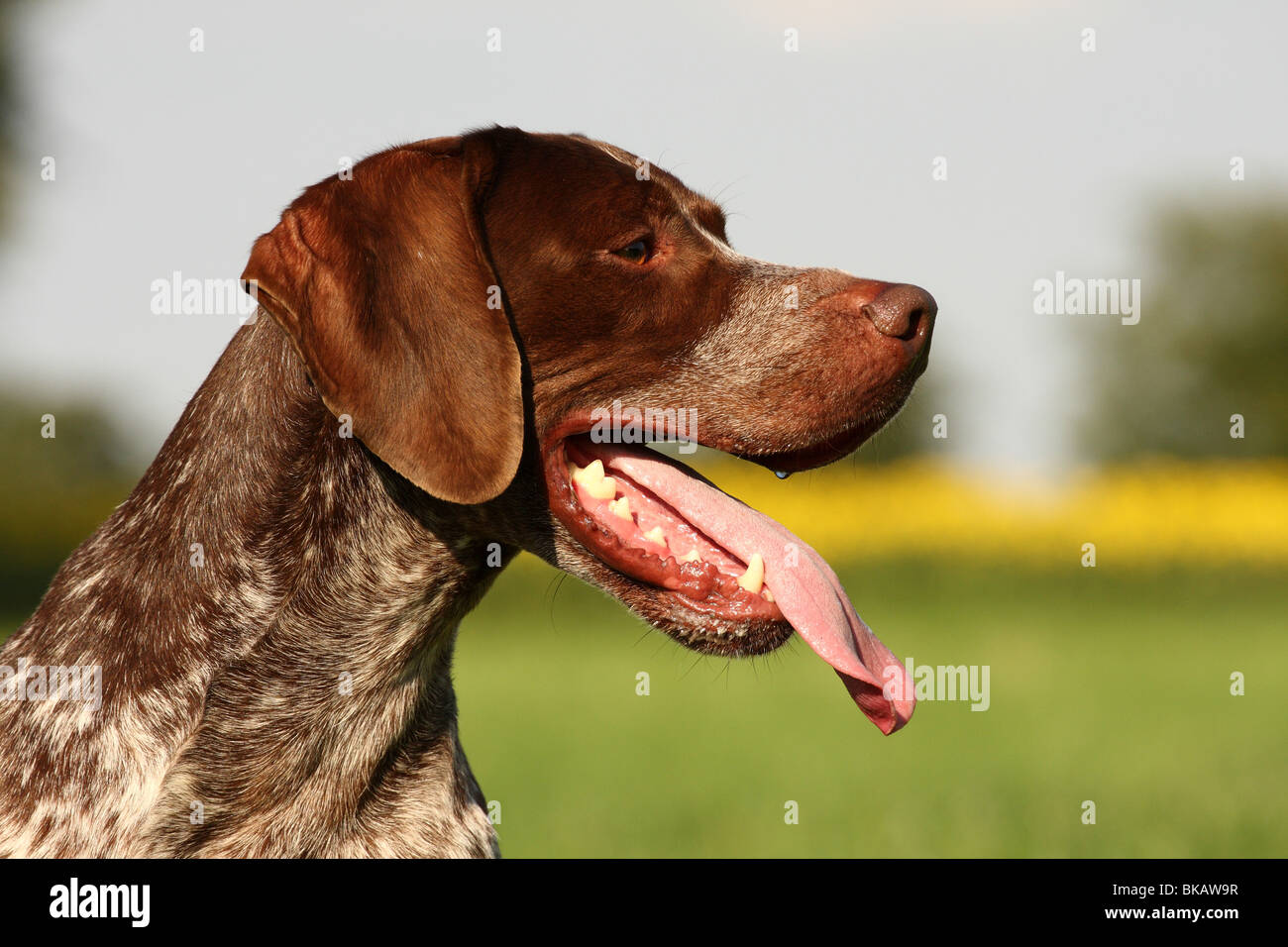 Kurzhaariger vorstehhund -Fotos und -Bildmaterial in hoher Auflösung ...