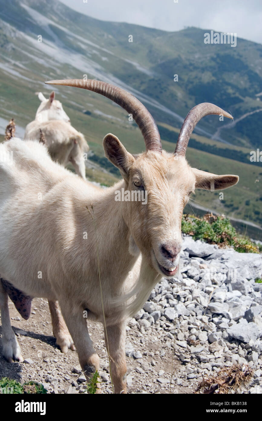 Ziege am berg -Fotos und -Bildmaterial in hoher Auflösung – Alamy