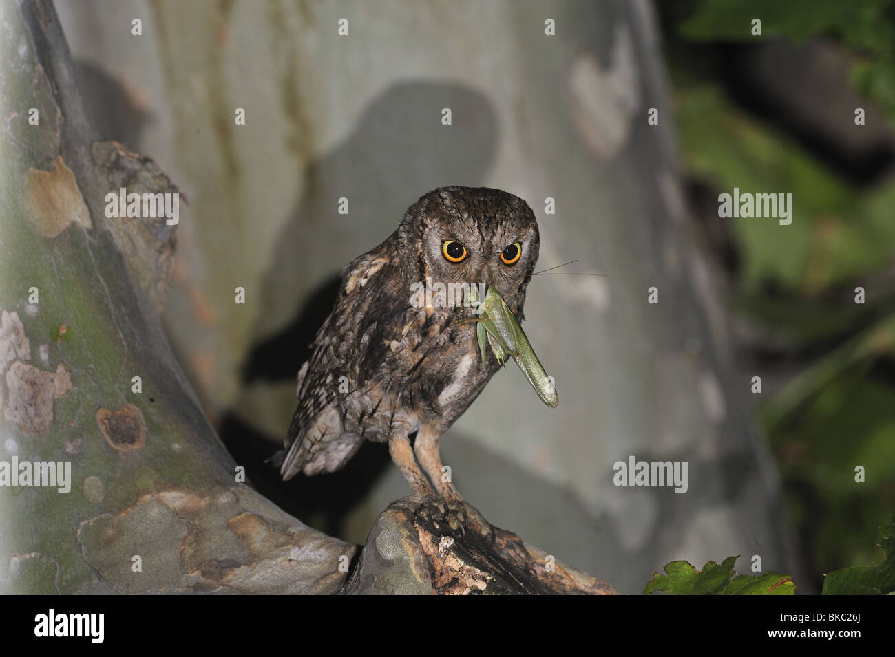 Eurasischen Zwergohreule Eule Beute (große grüne Bush-Cricket) bringen ...
