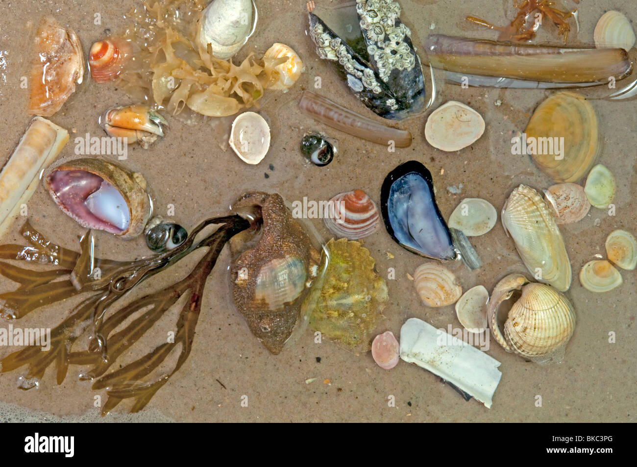 Herzmuschelschalen am strand -Fotos und -Bildmaterial in hoher ...