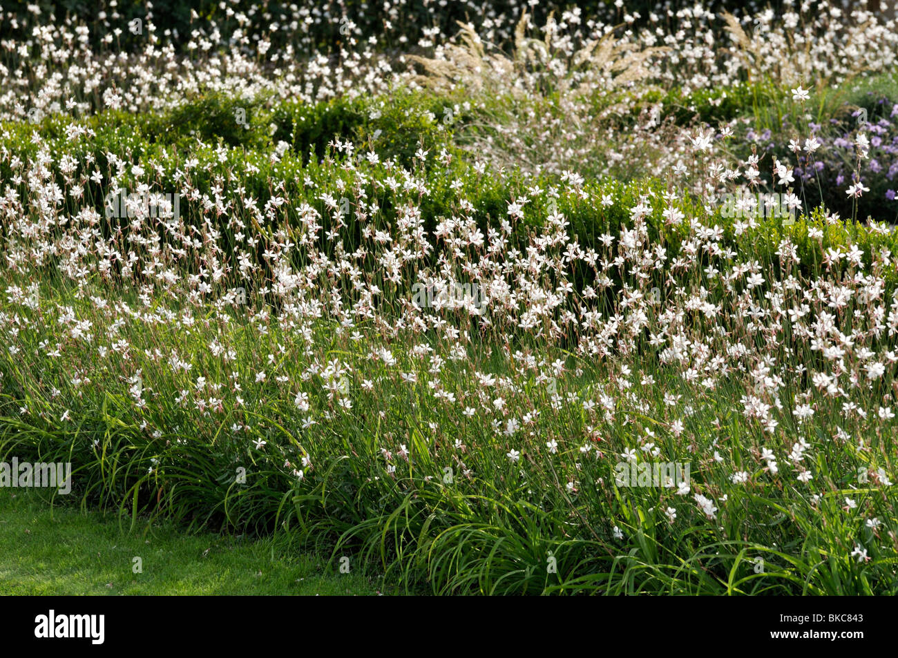 Schmetterling gaura (gaura lindheimeri 'gambit Rose Stockfotografie - Alamy