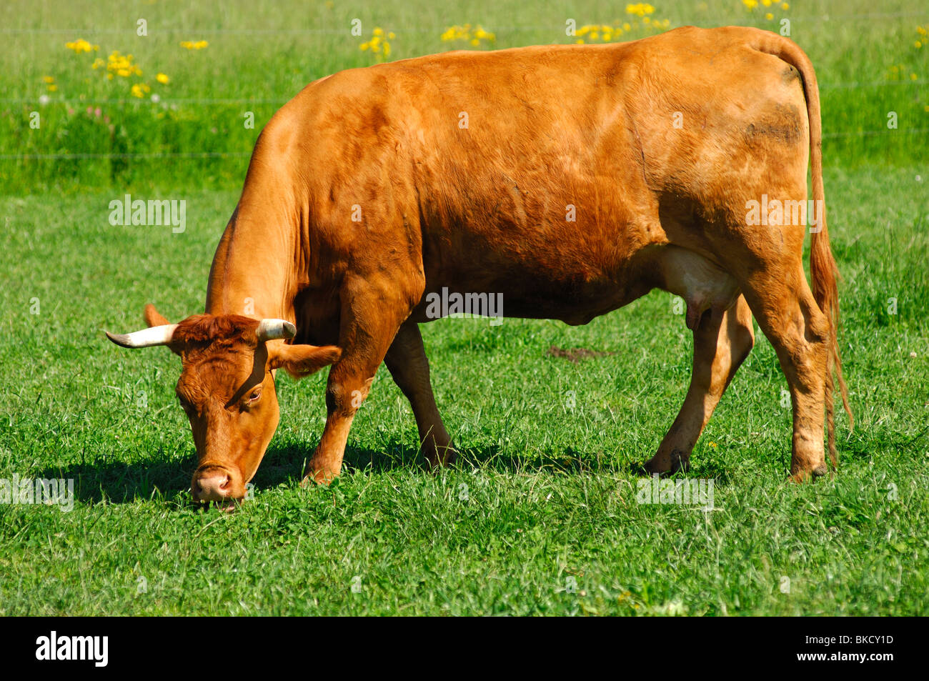Limousin rinderrasse -Fotos und -Bildmaterial in hoher Auflösung – Alamy