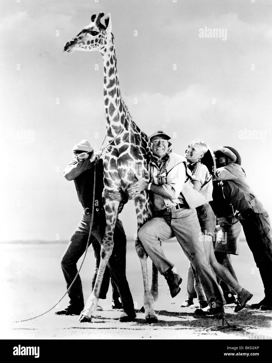 Hatari 1962 john wayne Schwarzweiß-Stockfotos und -bilder - Alamy