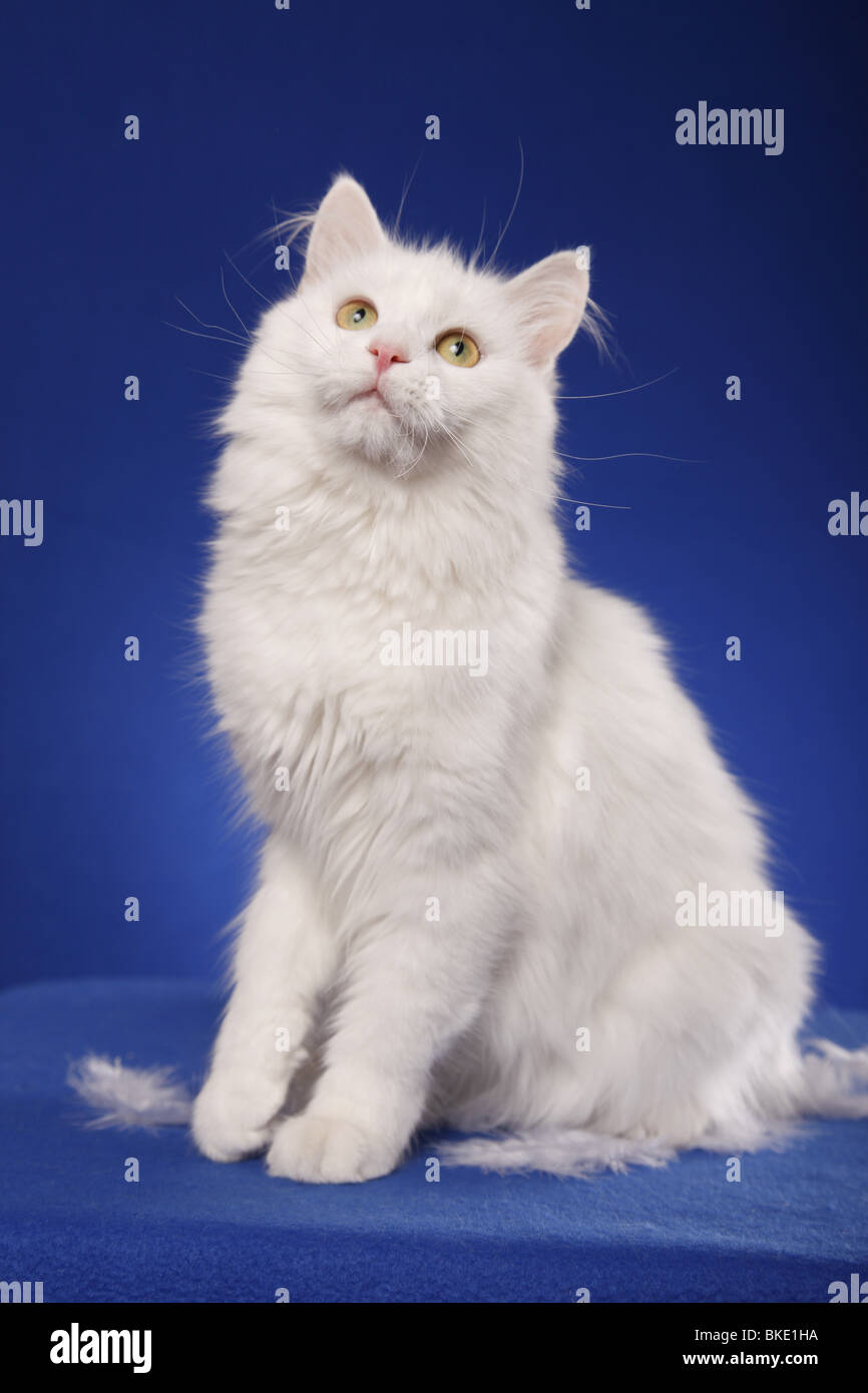 Sitzende Sibirische Katze / Sibirische Katze sitzend Stockfotografie ...