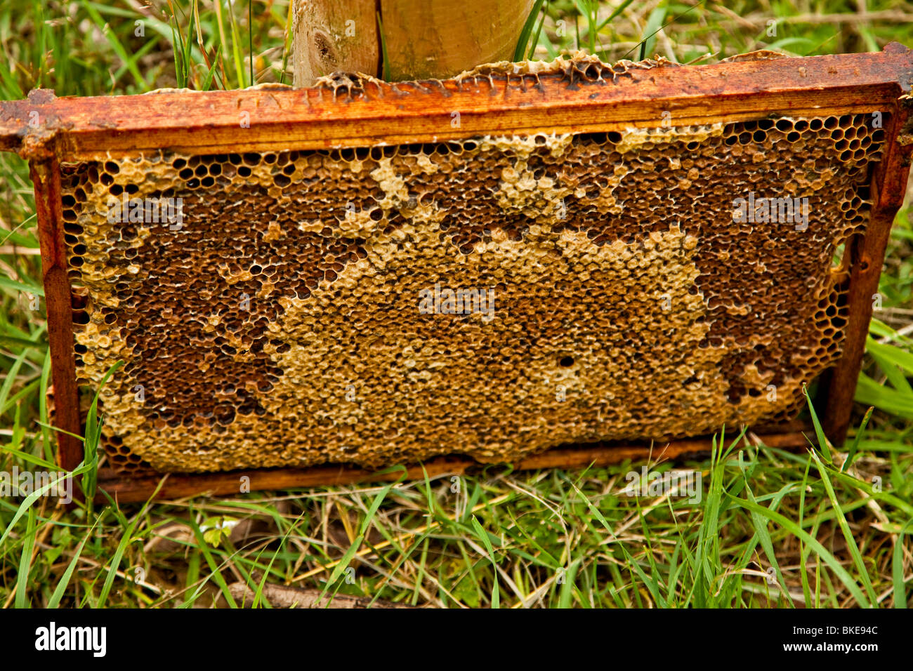 Honigbiene Königin Drohne Arbeiterin Stockfotos und -bilder Kaufen - Alamy