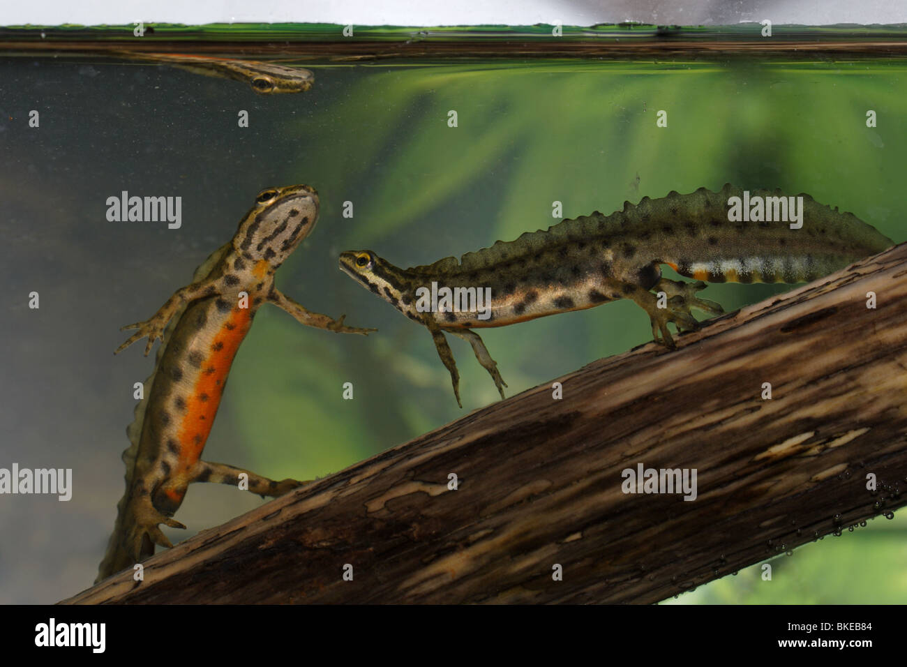 Molch, Teichmolch, Triturus, Vulgaris, Lissotriton, Common, Newt ...