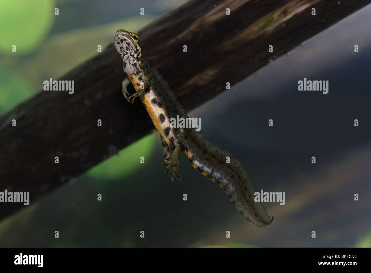 Molch, Teichmolch, Triturus, Vulgaris, Lissotriton, Common, Newt ...