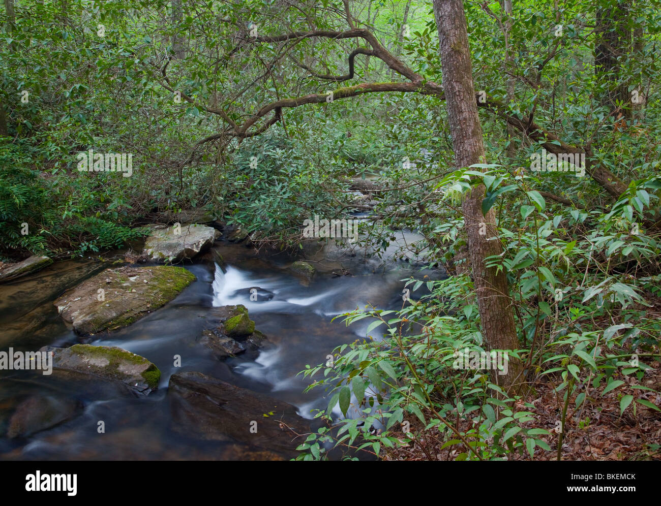 Licklog creek -Fotos und -Bildmaterial in hoher Auflösung – Alamy