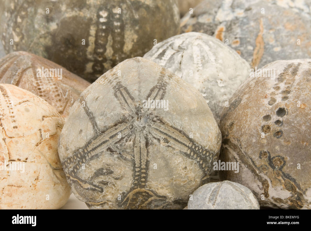 Cretaceous age -Fotos und -Bildmaterial in hoher Auflösung – Alamy