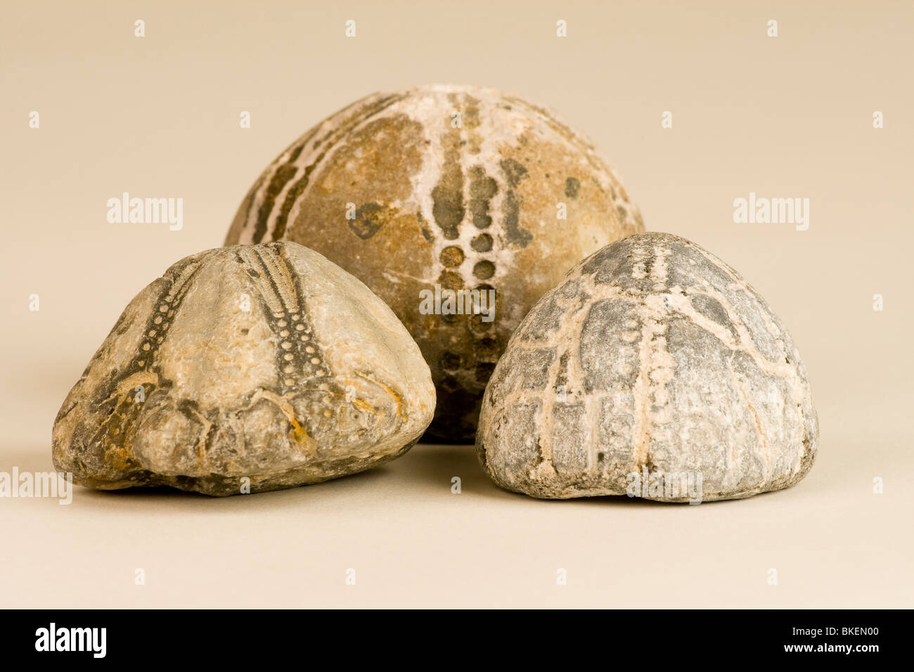 Seeigel fossilien -Fotos und -Bildmaterial in hoher Auflösung – Alamy