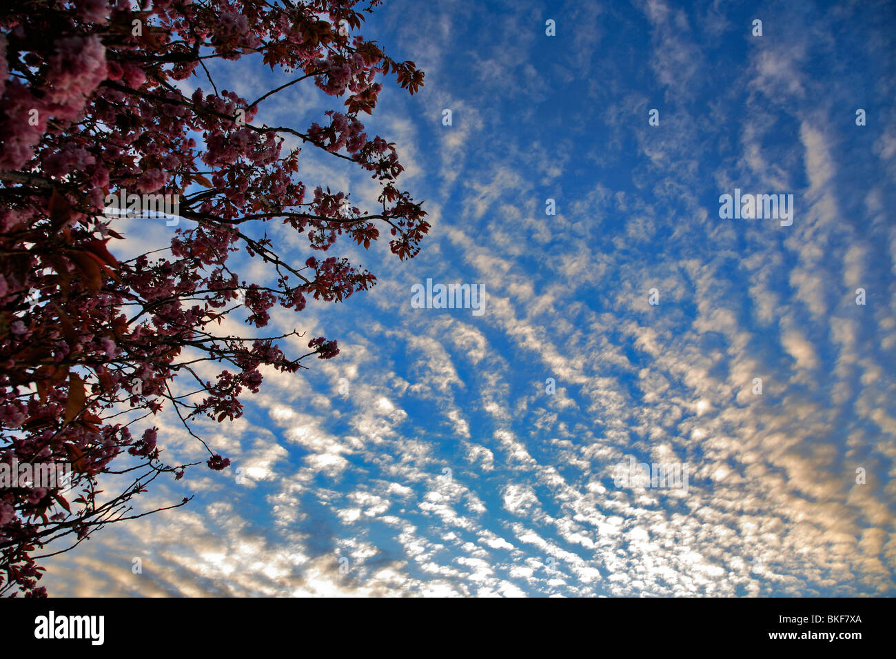 Altocumulus wolken -Fotos und -Bildmaterial in hoher Auflösung – Alamy