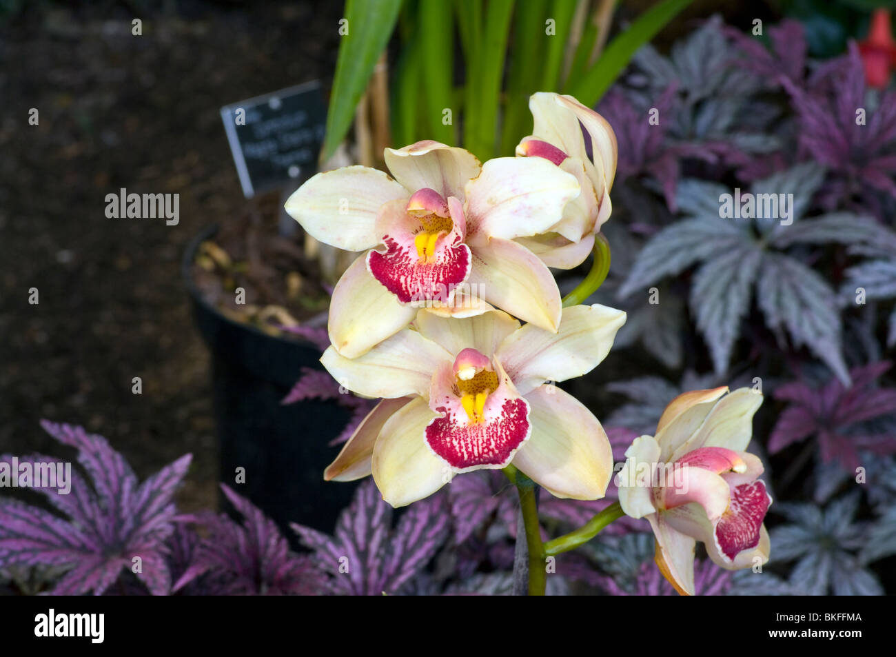 Cymbidium Orchids Stockfotos und -bilder Kaufen - Alamy