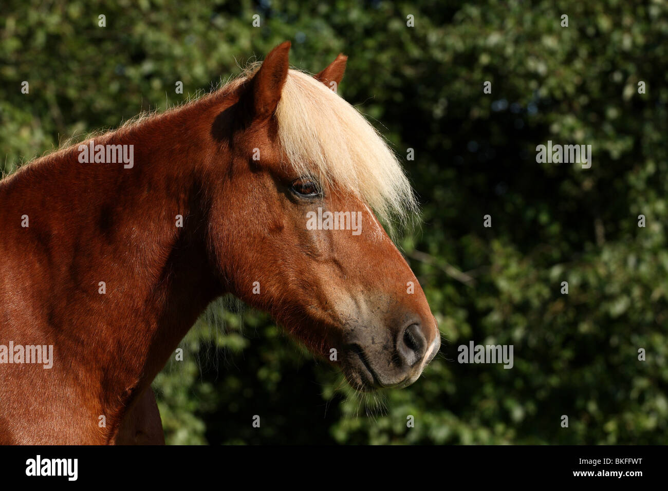 Islandisches pony -Fotos und -Bildmaterial in hoher Auflösung – Alamy