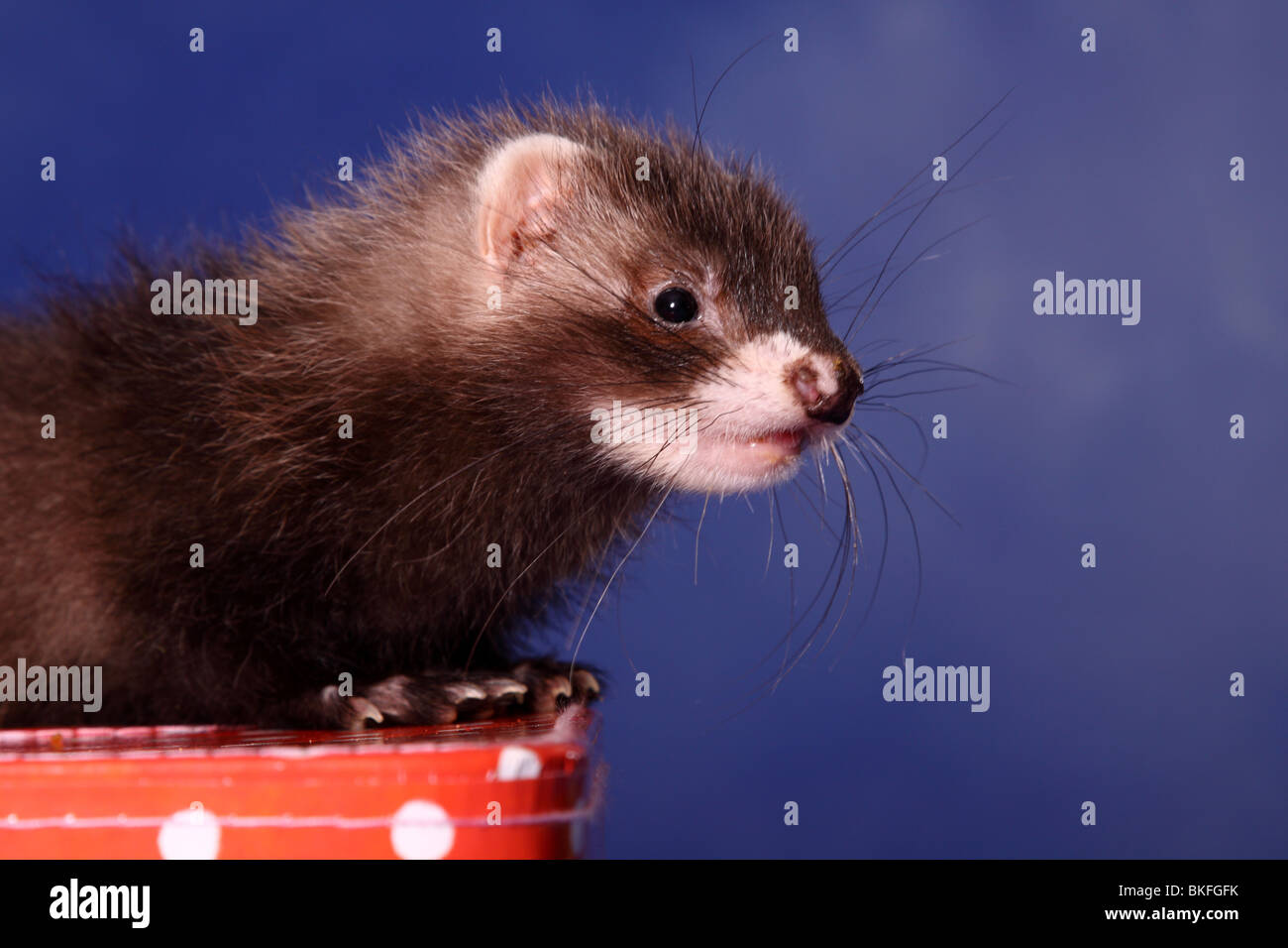 Dunkles langes haar -Fotos und -Bildmaterial in hoher Auflösung – Alamy