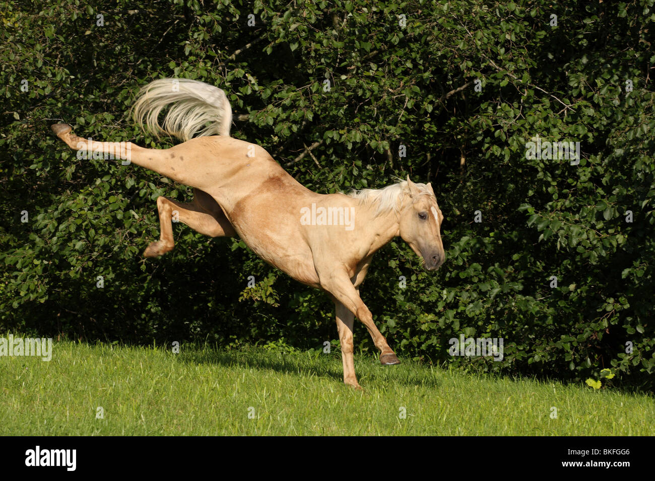 Galoppierendes Quarter Horse / Quarter Horse Galopp Stockfotografie - Alamy