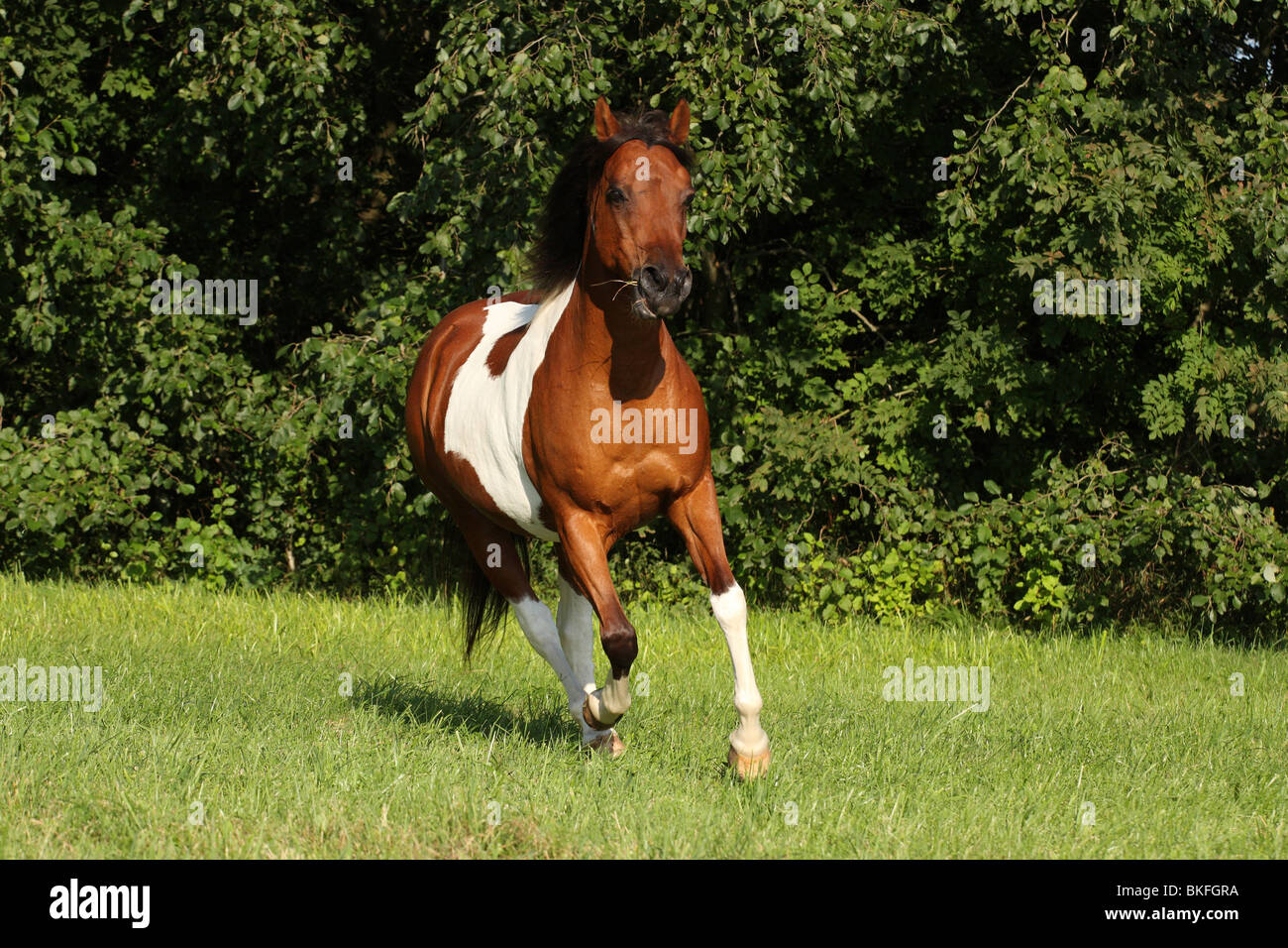Pferde pferde pinto galoppierende wiese -Fotos und -Bildmaterial in hoher Auflösung – Alamy