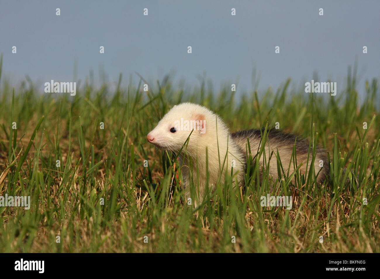 Panda frettchen -Fotos und -Bildmaterial in hoher Auflösung – Alamy