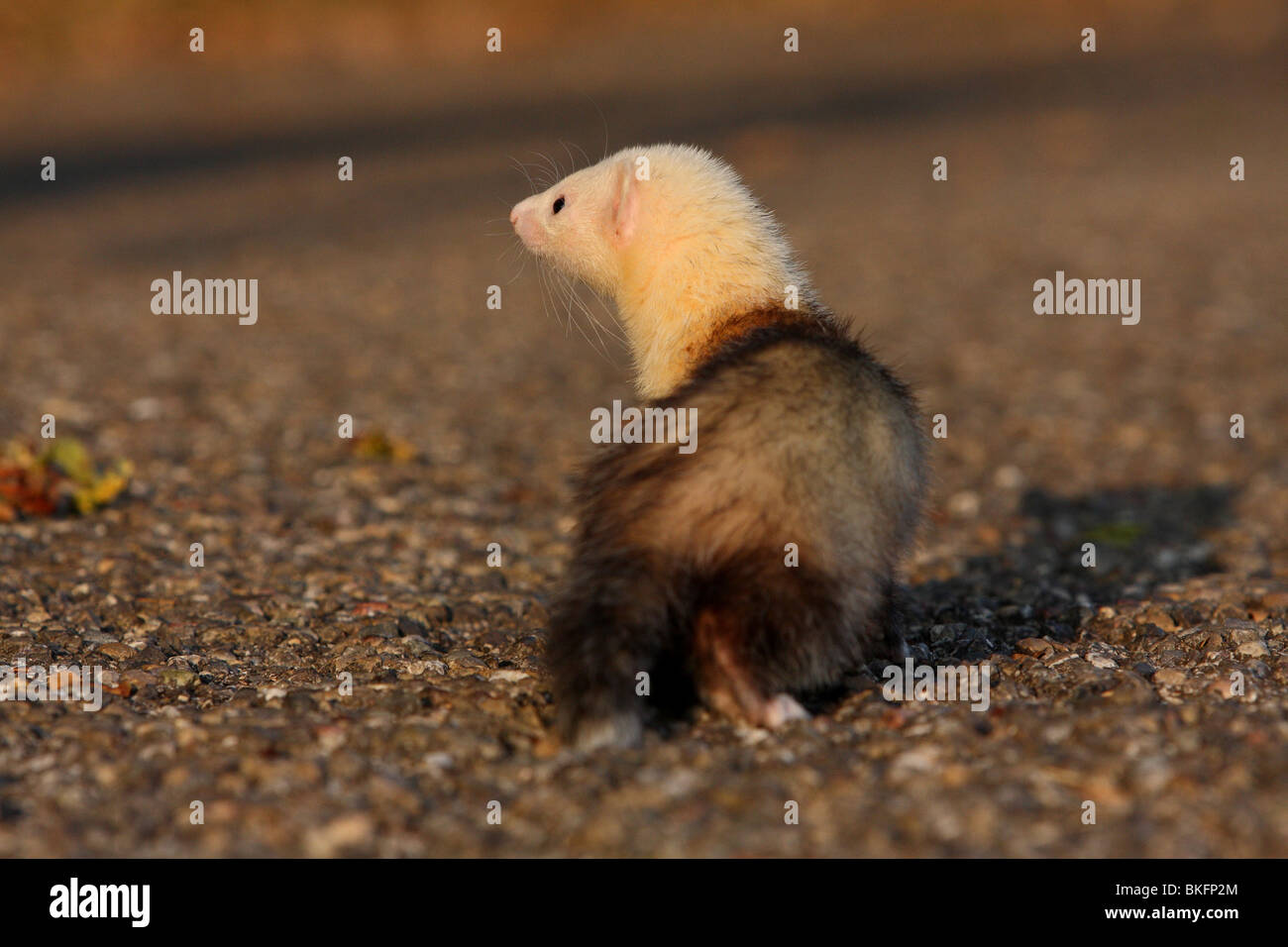 Panda frettchen -Fotos und -Bildmaterial in hoher Auflösung – Alamy