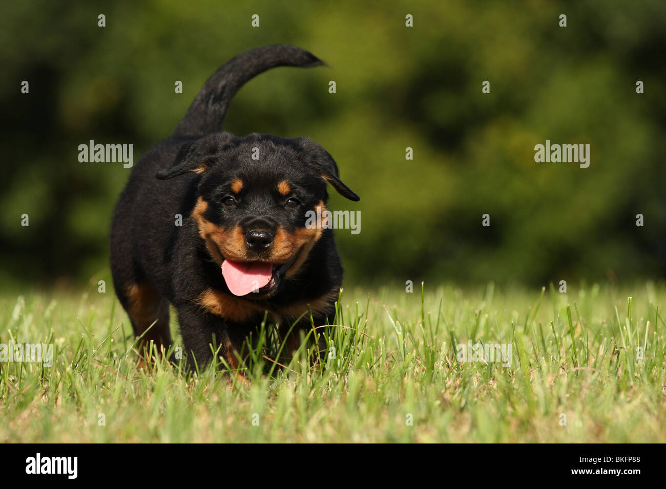 Rottweiler Welpe / Rottweiler Welpen Stockfotografie - Alamy
