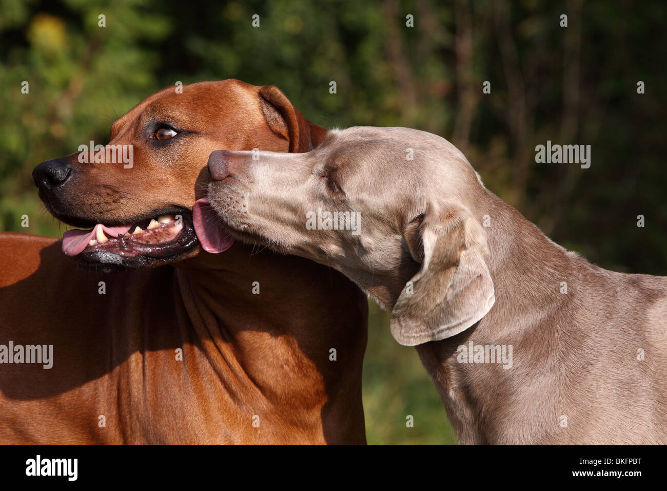 Weimaraner and rhodesian ridgeback -Fotos und -Bildmaterial in hoher ...