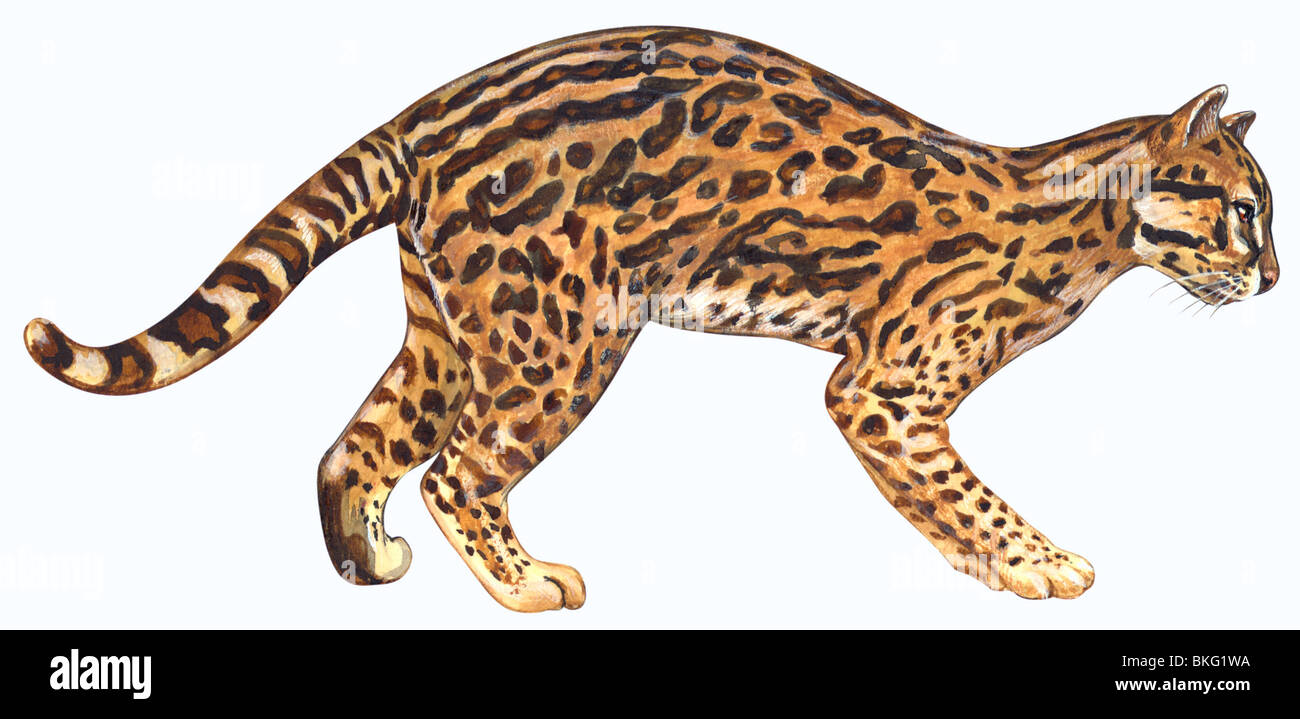 Zoologie zeichnungen afrika -Fotos und -Bildmaterial in hoher Auflösung ...