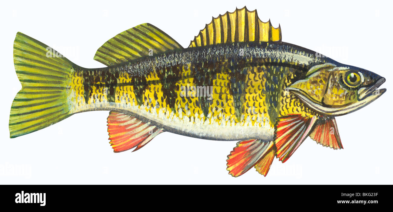 Barsch illustrationen -Fotos und -Bildmaterial in hoher Auflösung – Alamy