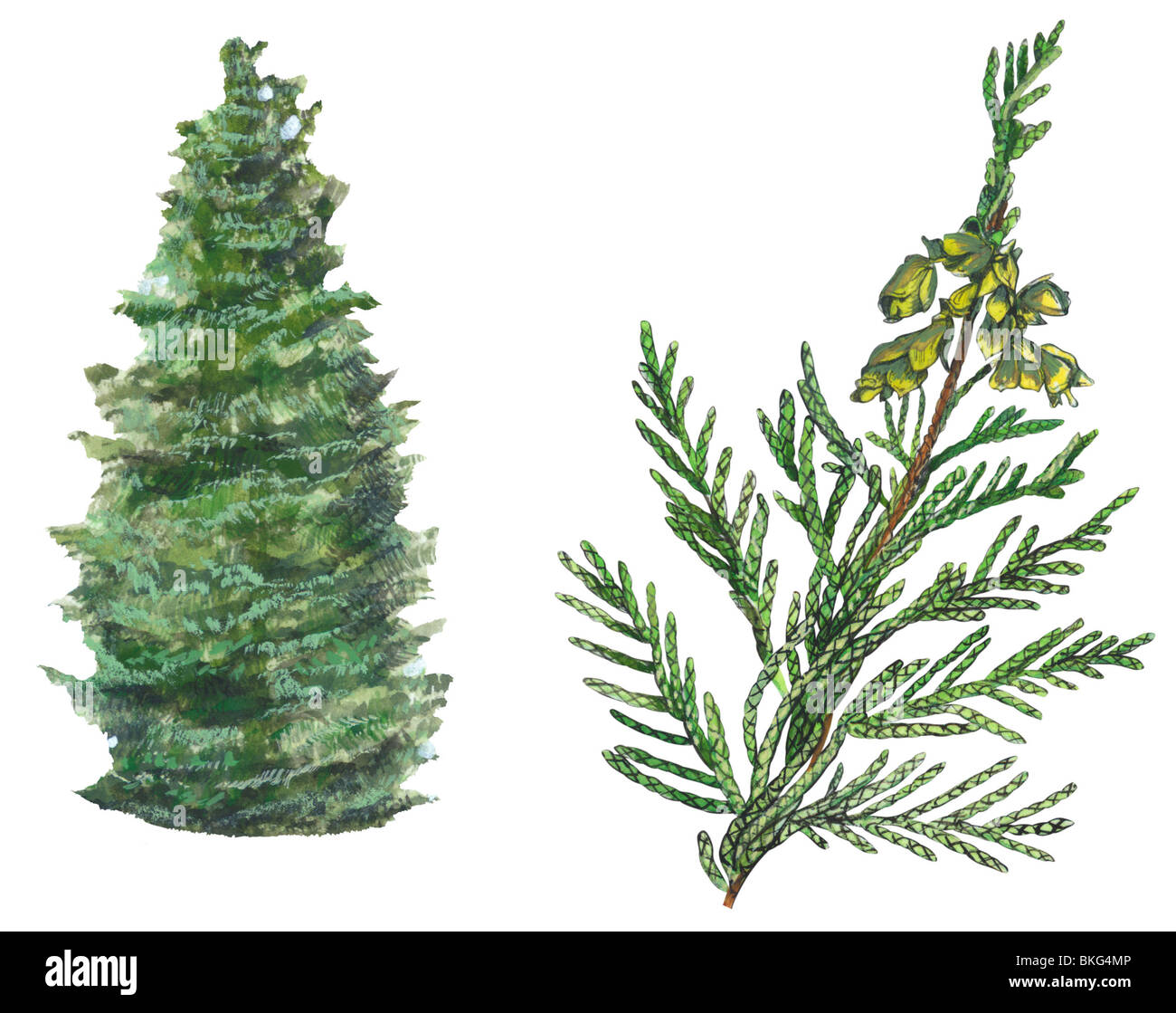 Western art Ausgeschnittene Stockfotos und -bilder - Alamy