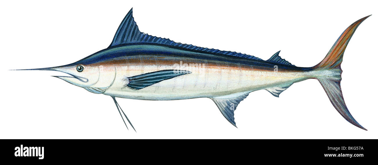 Atlantischer blauer marlin makaira nigricans -Fotos und -Bildmaterial ...