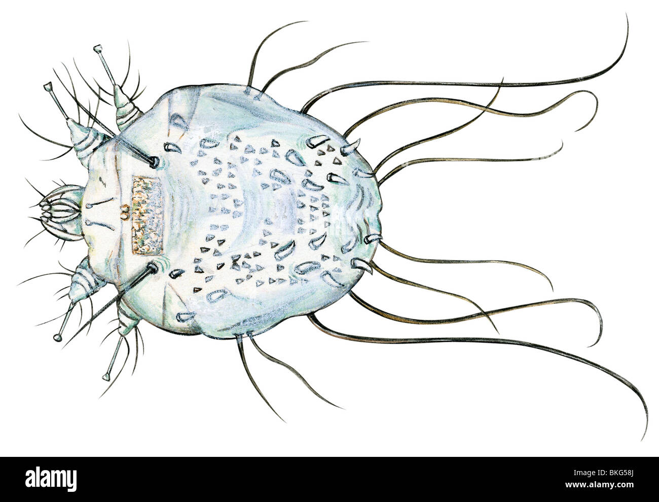 Sarcoptes scabiei scabies -Fotos und -Bildmaterial in hoher Auflösung ...