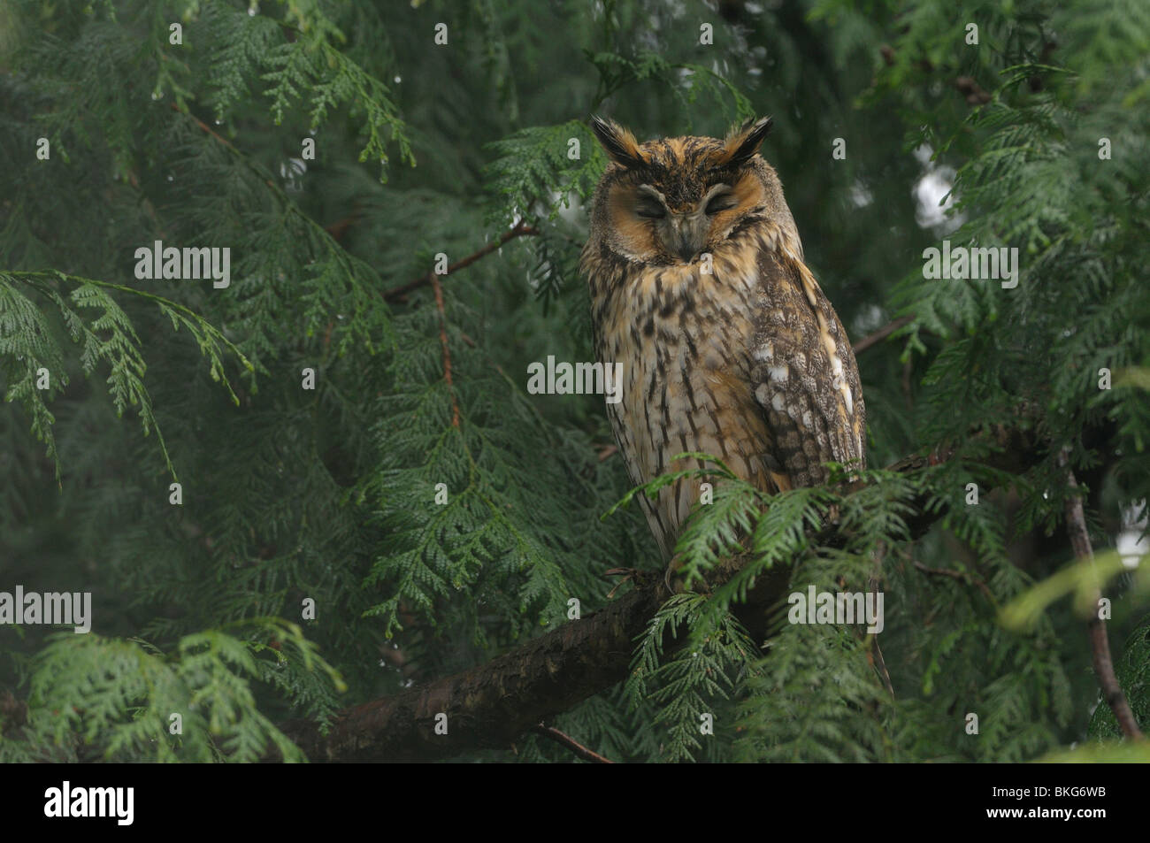 Augen Geschlossen Eule Stockfotos und -bilder Kaufen - Alamy