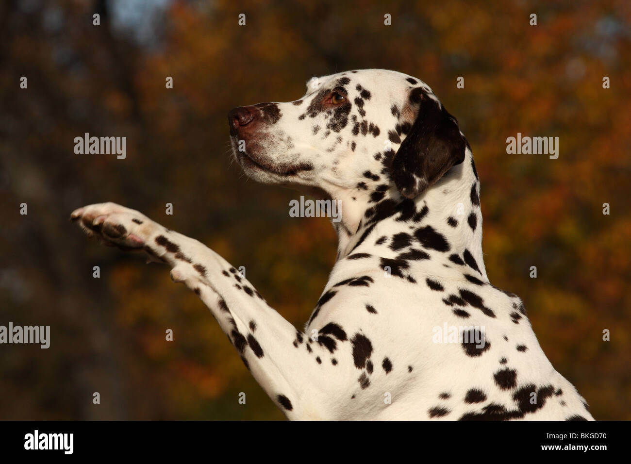 Dalmatiner dalmatiner -Fotos und -Bildmaterial in hoher Auflösung – Alamy
