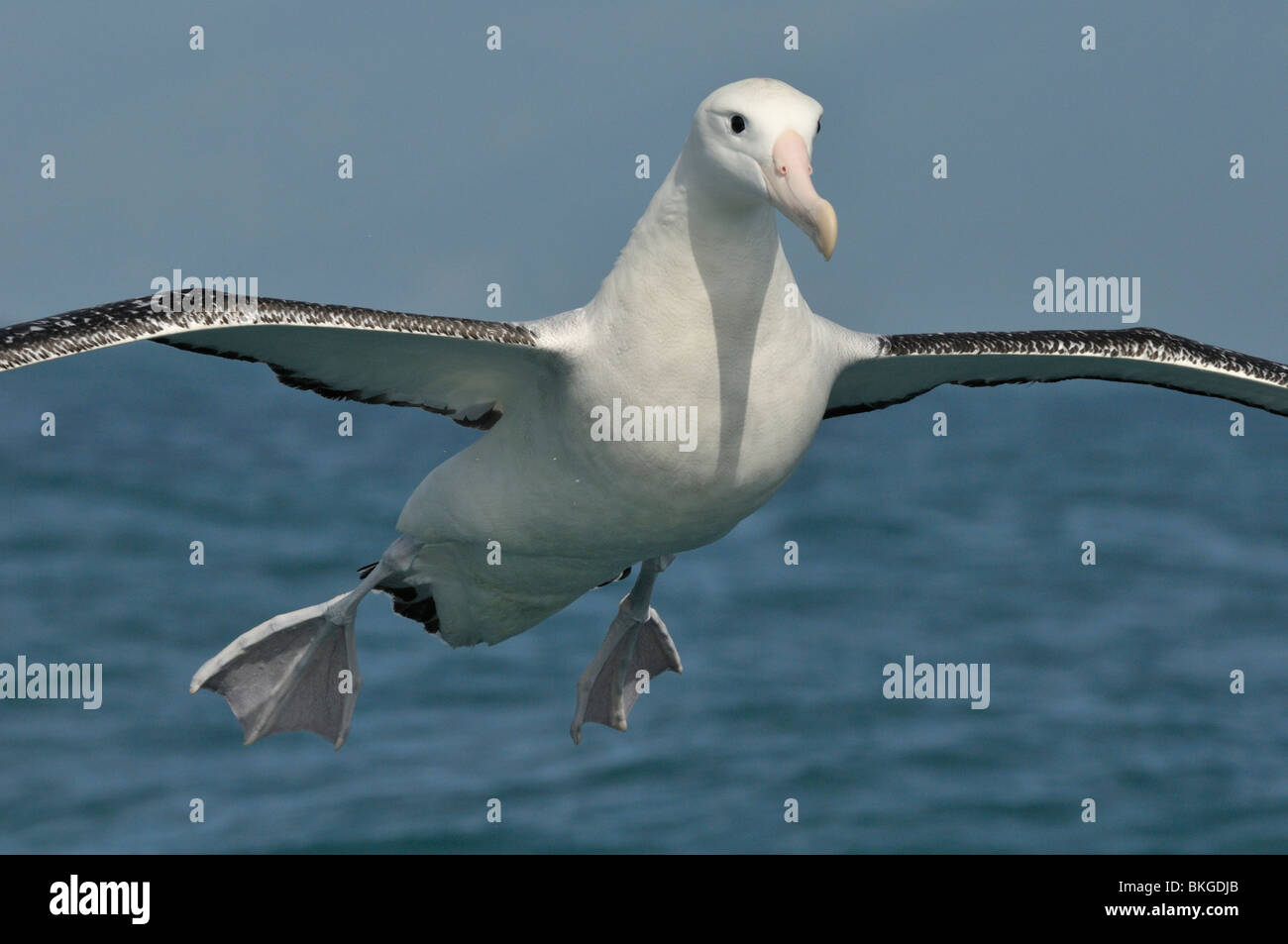 Erwachsenen Wanderalbatros Landung auf dem Wasser; Volwassen Grote ...
