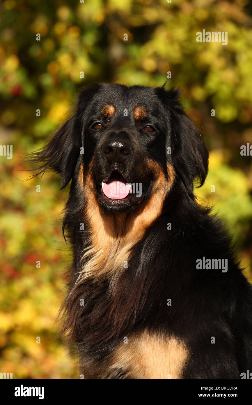 Hovawart portrait -Fotos und -Bildmaterial in hoher Auflösung – Alamy