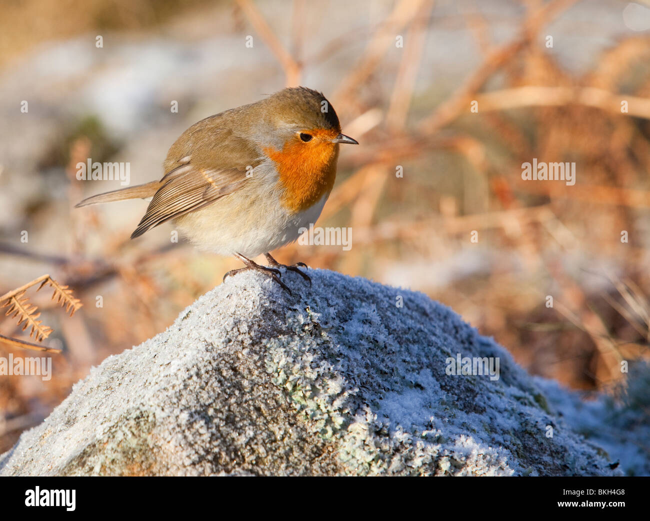 Rotkehlchen im winter -Fotos und -Bildmaterial in hoher Auflösung – Alamy