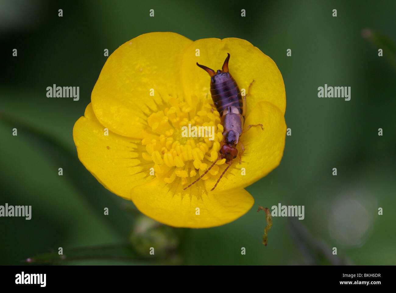 Gewone oorworm -Fotos und -Bildmaterial in hoher Auflösung – Alamy