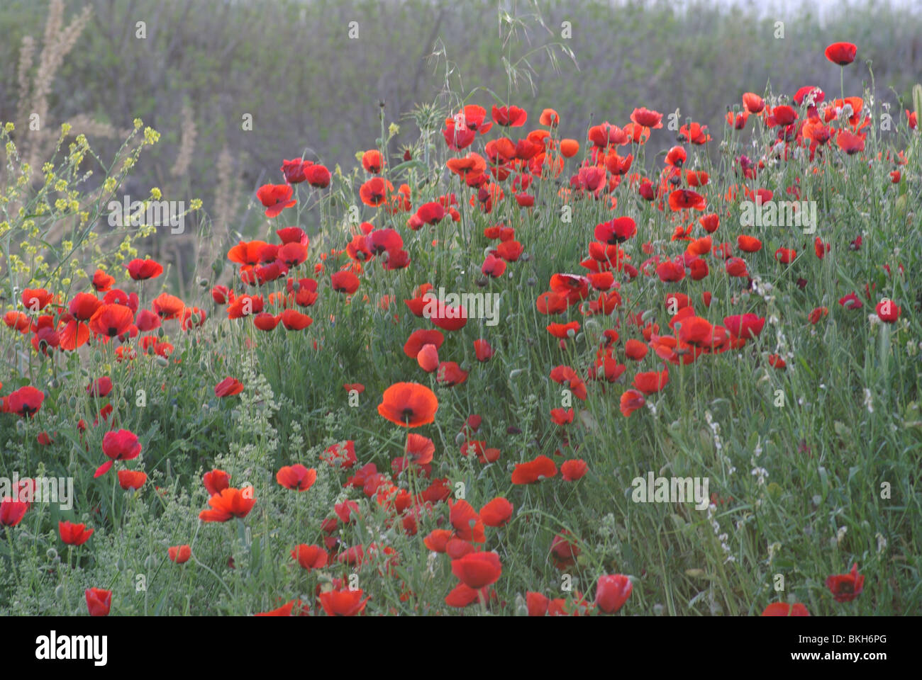 Papaver apulum -Fotos und -Bildmaterial in hoher Auflösung – Alamy