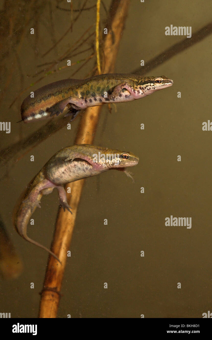 Salamander und molche -Fotos und -Bildmaterial in hoher Auflösung – Alamy