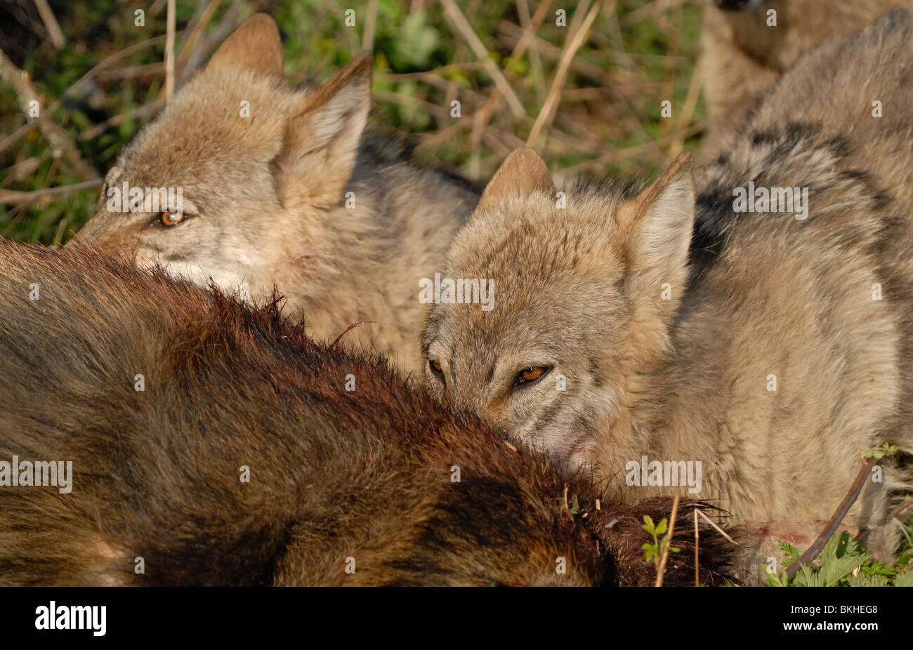 Wildschwein witz -Fotos und -Bildmaterial in hoher Auflösung – Alamy