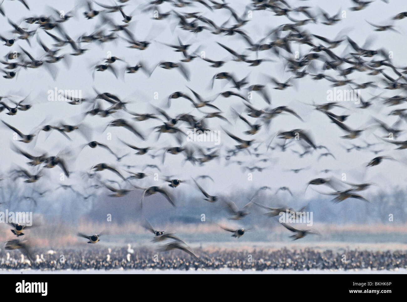 Lucht vol vogels -Fotos und -Bildmaterial in hoher Auflösung – Alamy