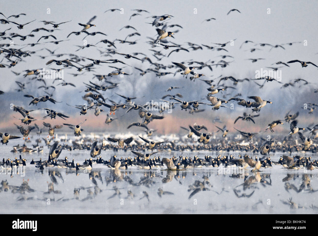 Lucht vol vogels -Fotos und -Bildmaterial in hoher Auflösung – Alamy