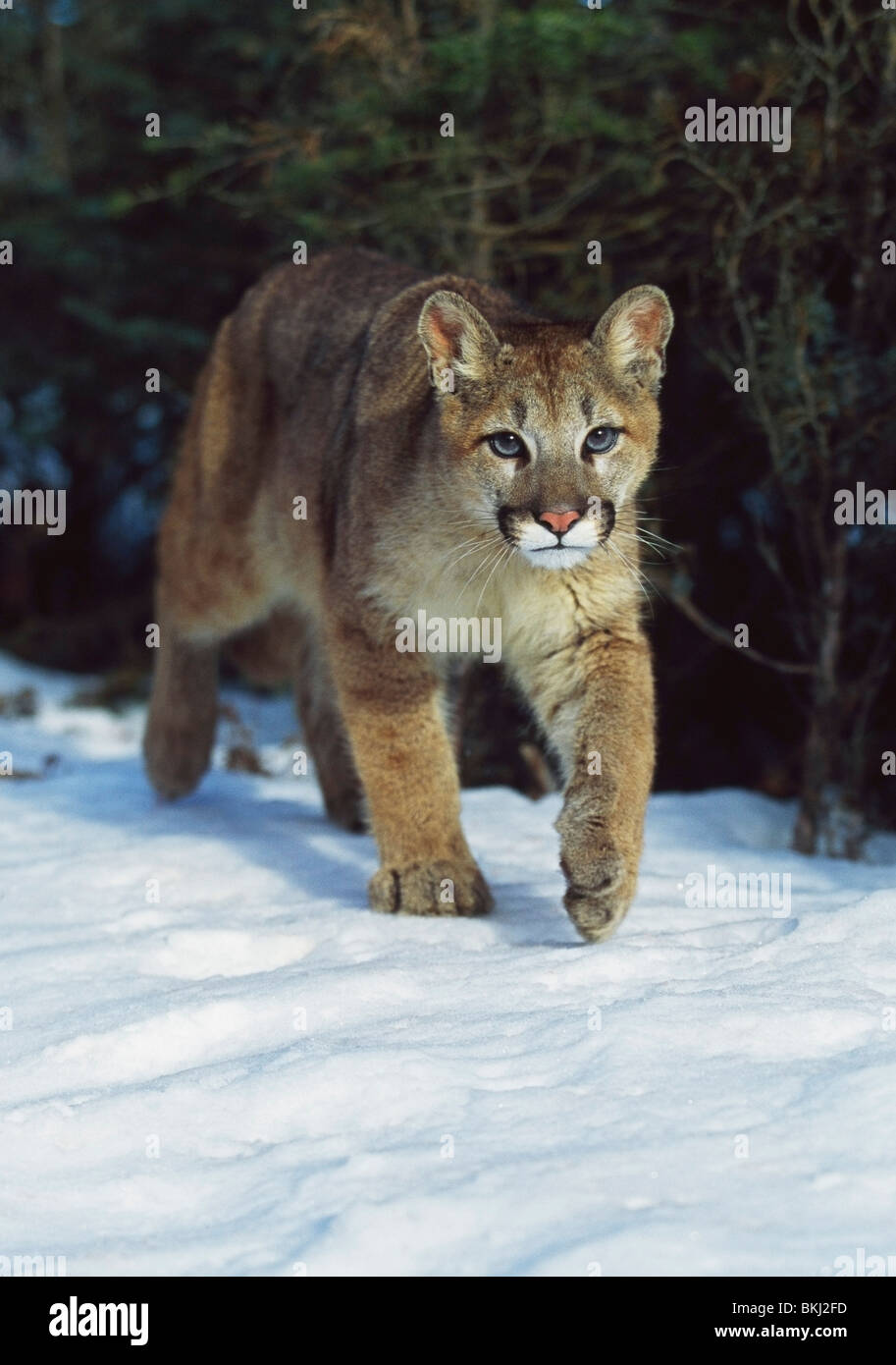 Stalking puma felis concolor -Fotos und -Bildmaterial in hoher ...