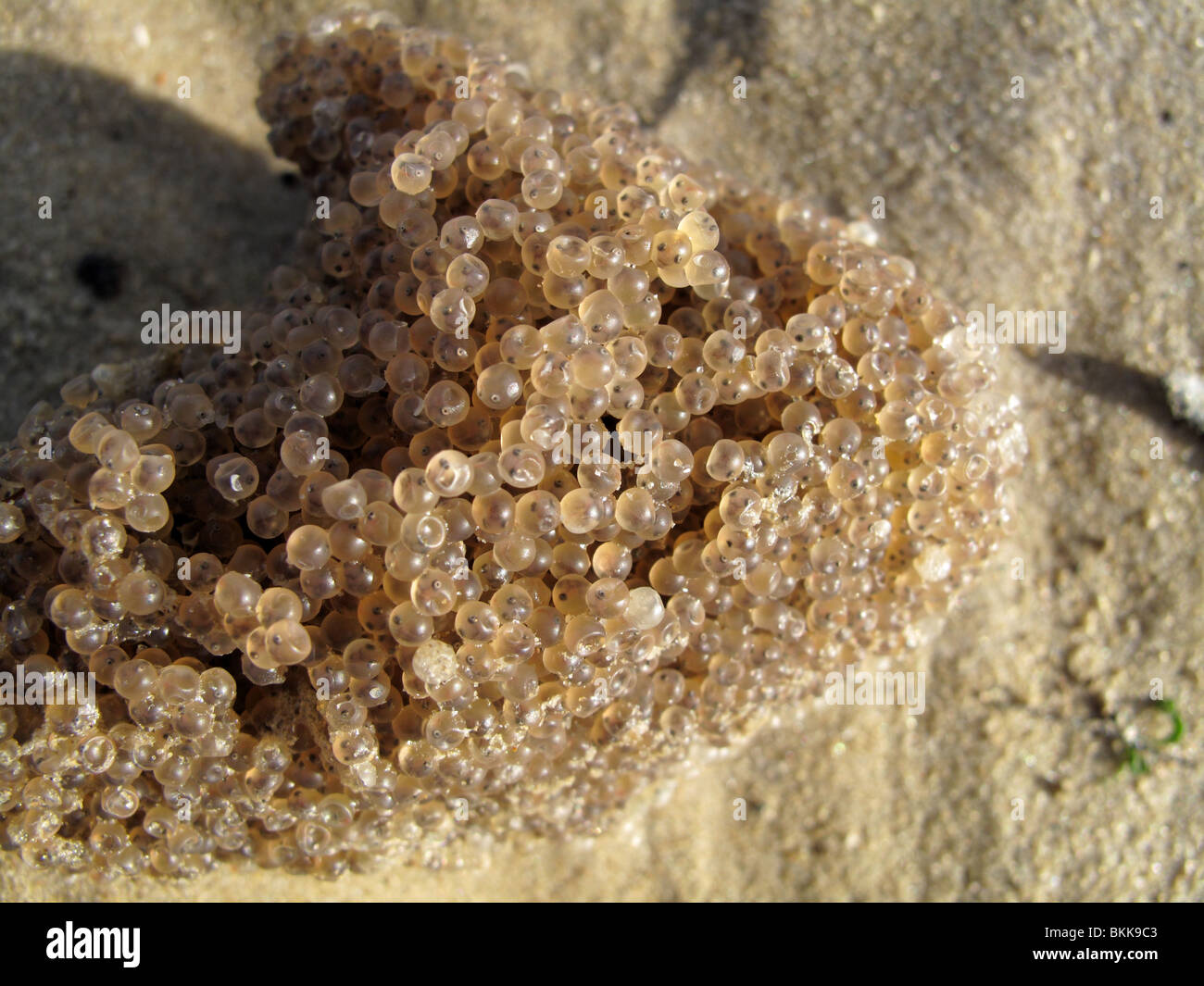 Fisch Mit Eiern Stockfotos und -bilder Kaufen - Alamy
